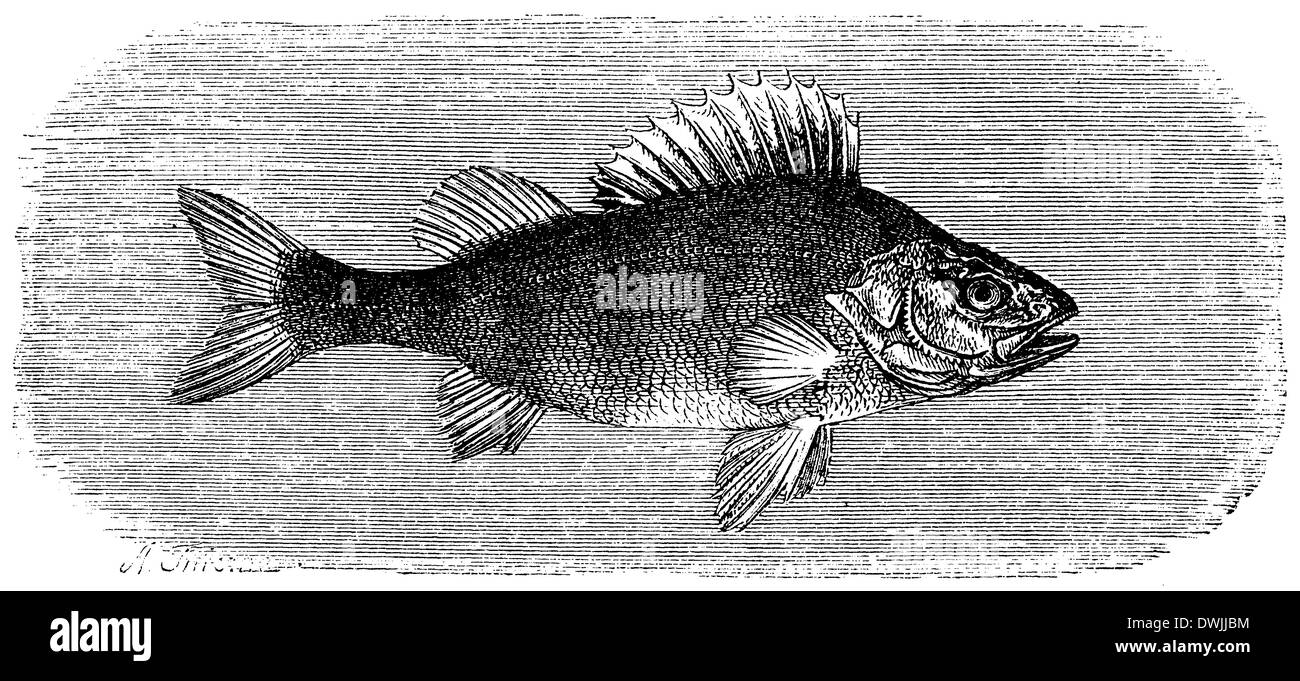 Perch fish illustrations hi-res stock photography and images - Alamy