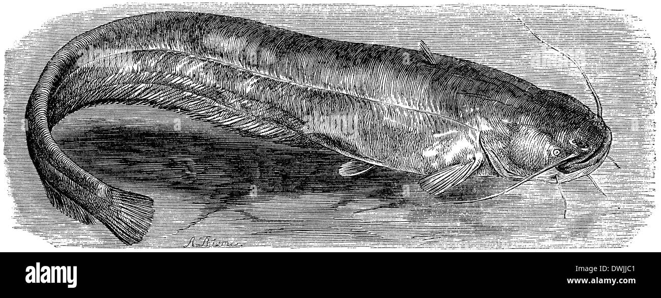 Catfish drawing Black and White Stock Photos & Images - Alamy