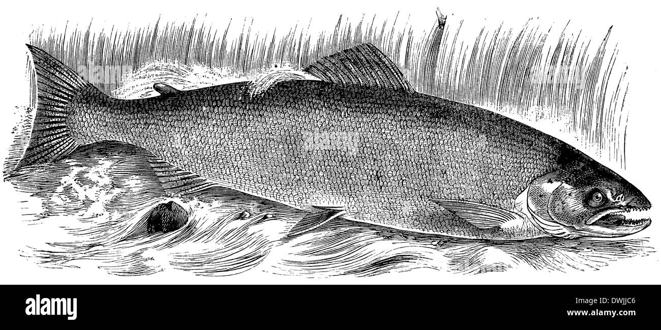 Salmon fish illustration drawing engraving Black and White Stock Photos ...