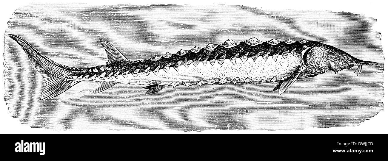 Sturgeon drawing hi-res stock photography and images - Alamy