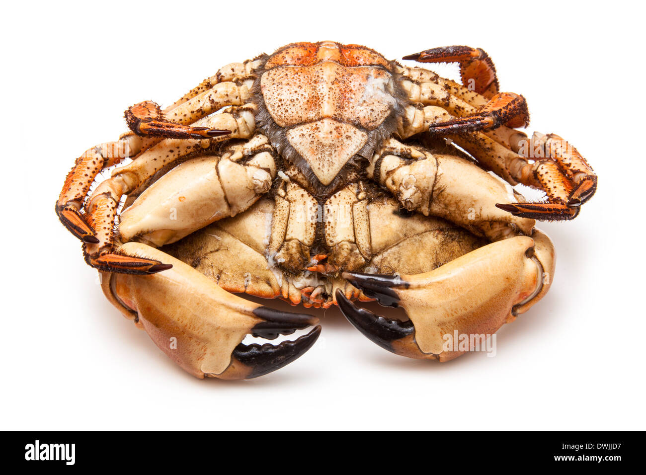 Cooked brown crab isolated on a white studio background Stock Photo - Alamy