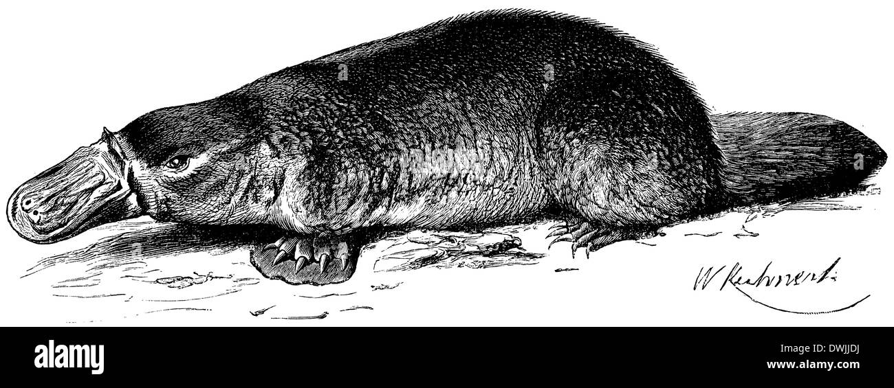 Duckbill hi-res stock photography and images - Alamy