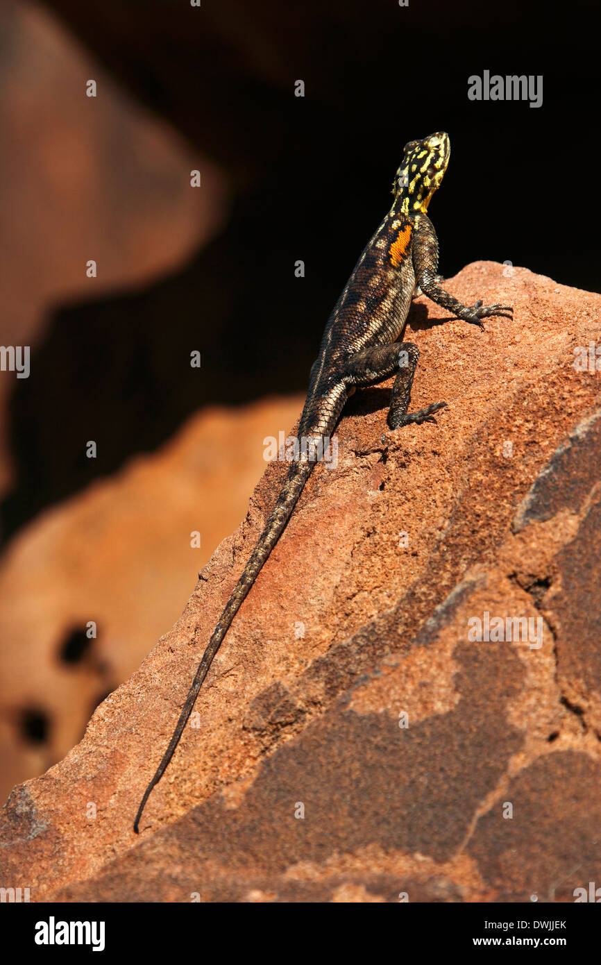 Namibian Rock Agama (Agama planiceps) in Damaraland in Namibia Stock ...