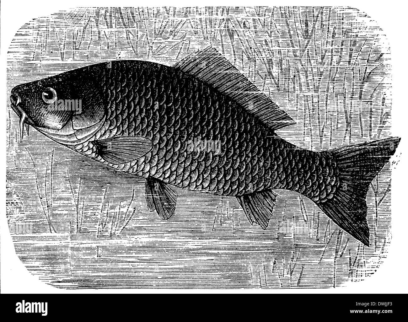 Carp fish illustration drawing engraving hi-res stock photography and ...