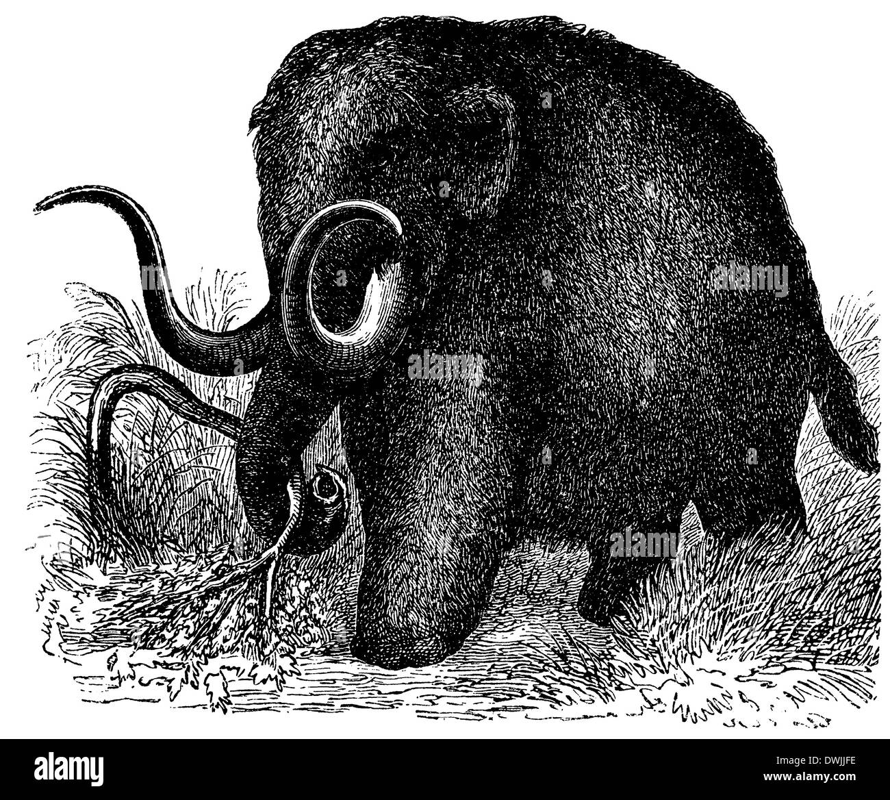 Zoology mammoth hi-res stock photography and images - Alamy