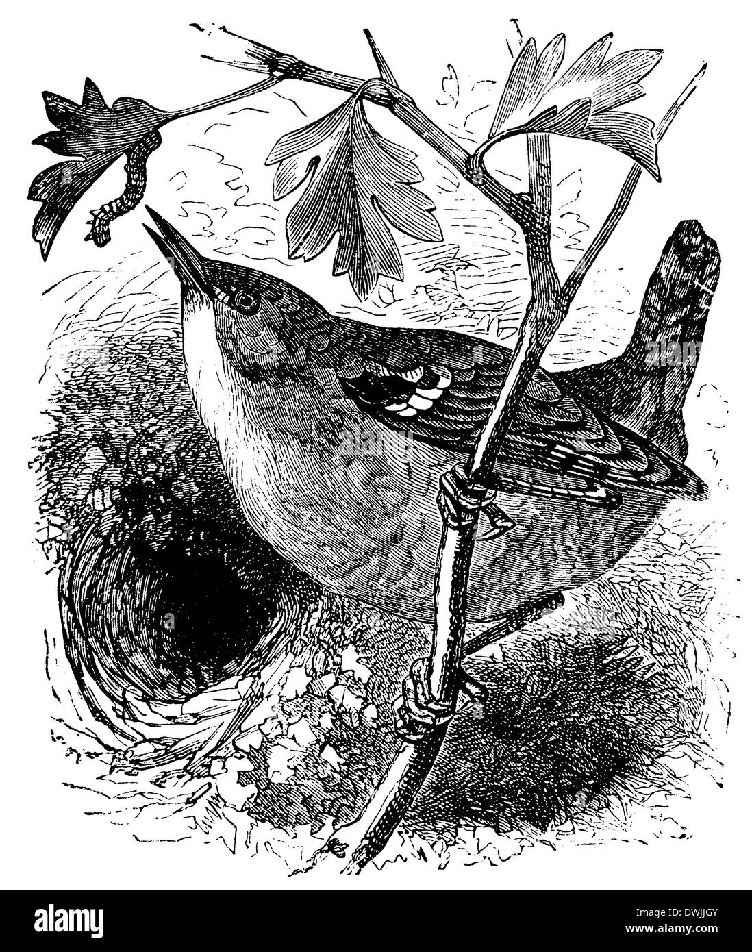 Wren birds Cut Out Stock Images & Pictures - Alamy