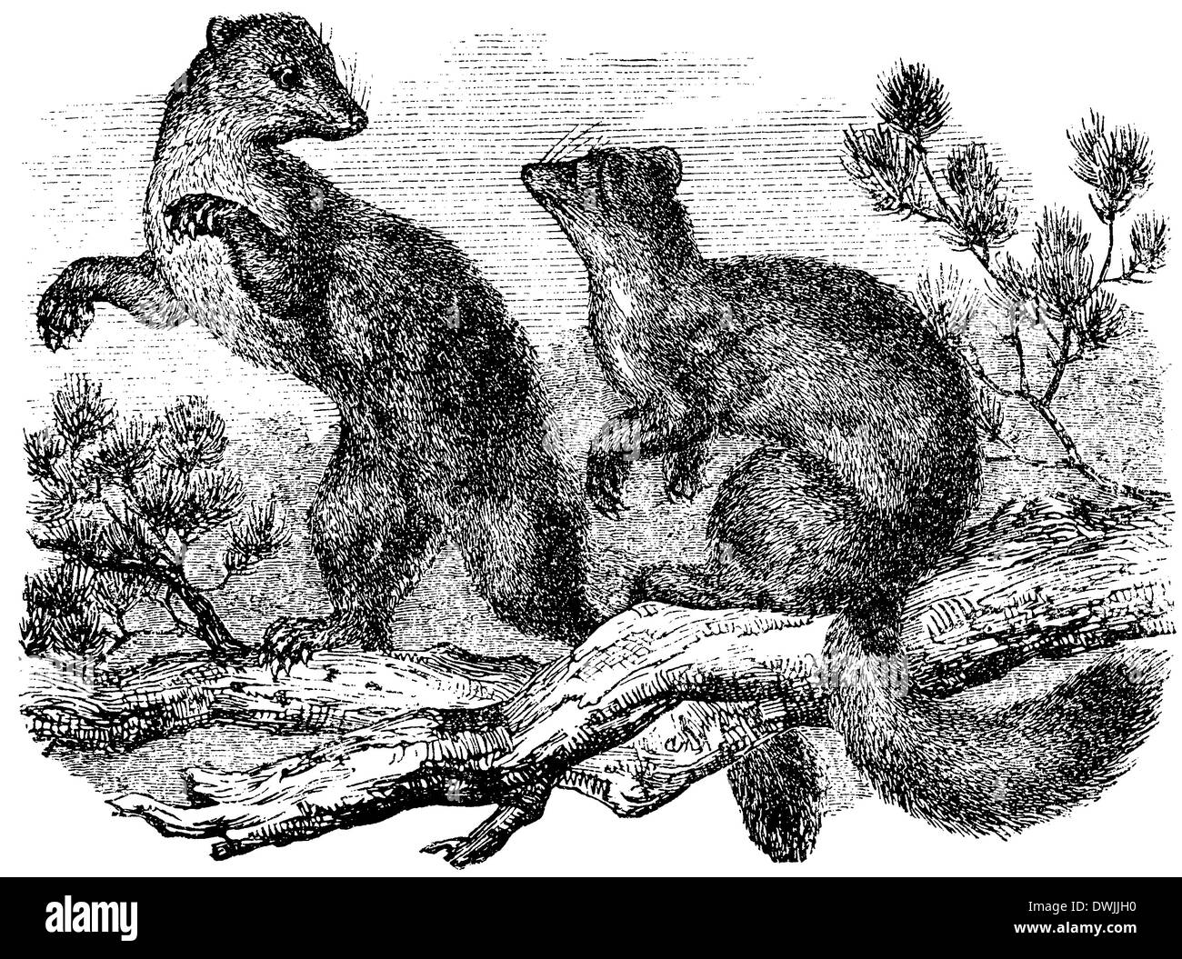 Marten illustrations hi-res stock photography and images - Alamy