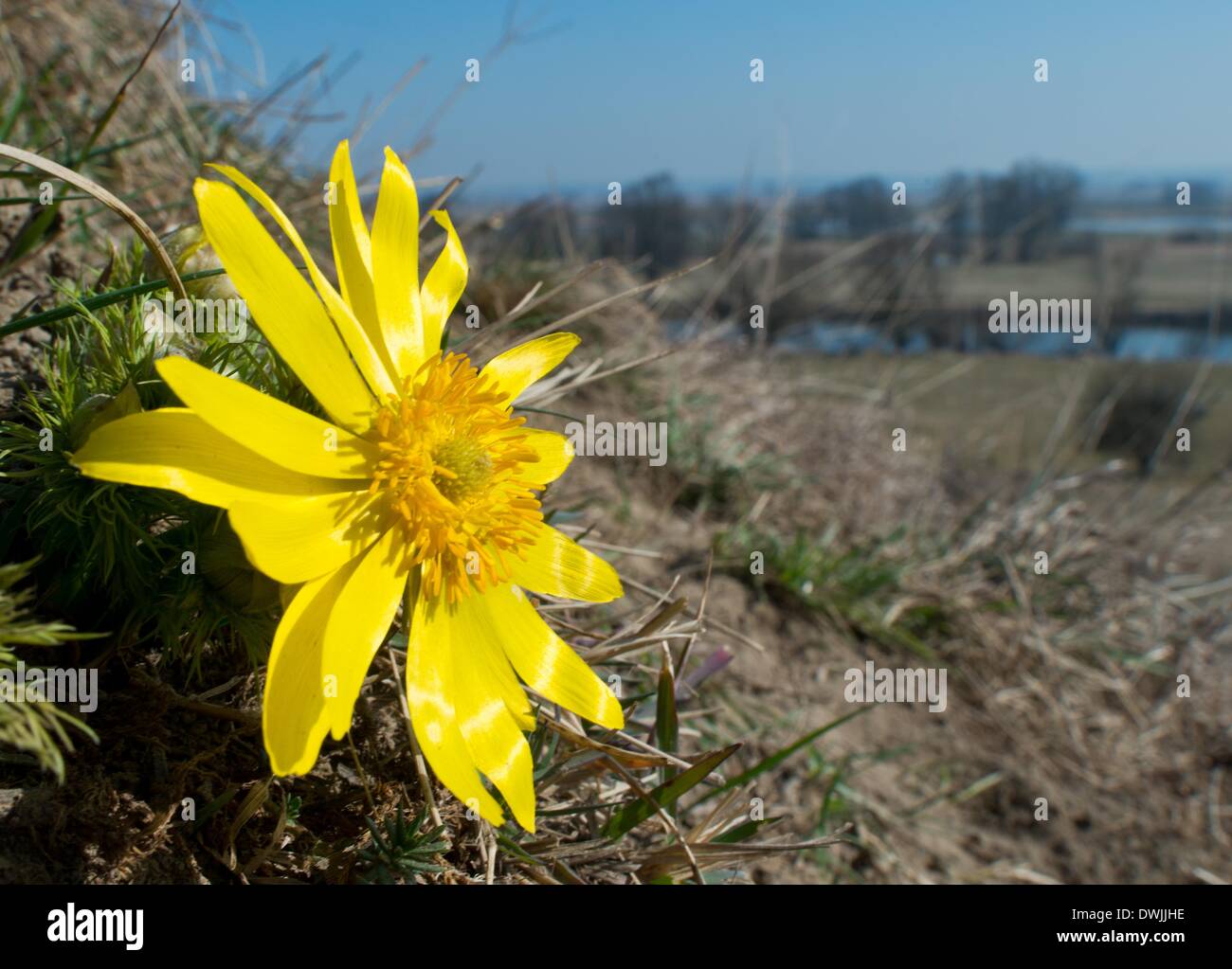 Adonises hi-res stock photography and images - Alamy