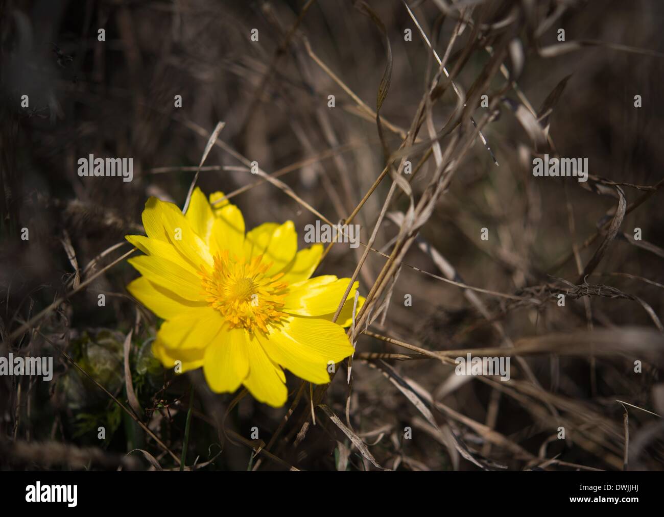 Adonises hi-res stock photography and images - Alamy