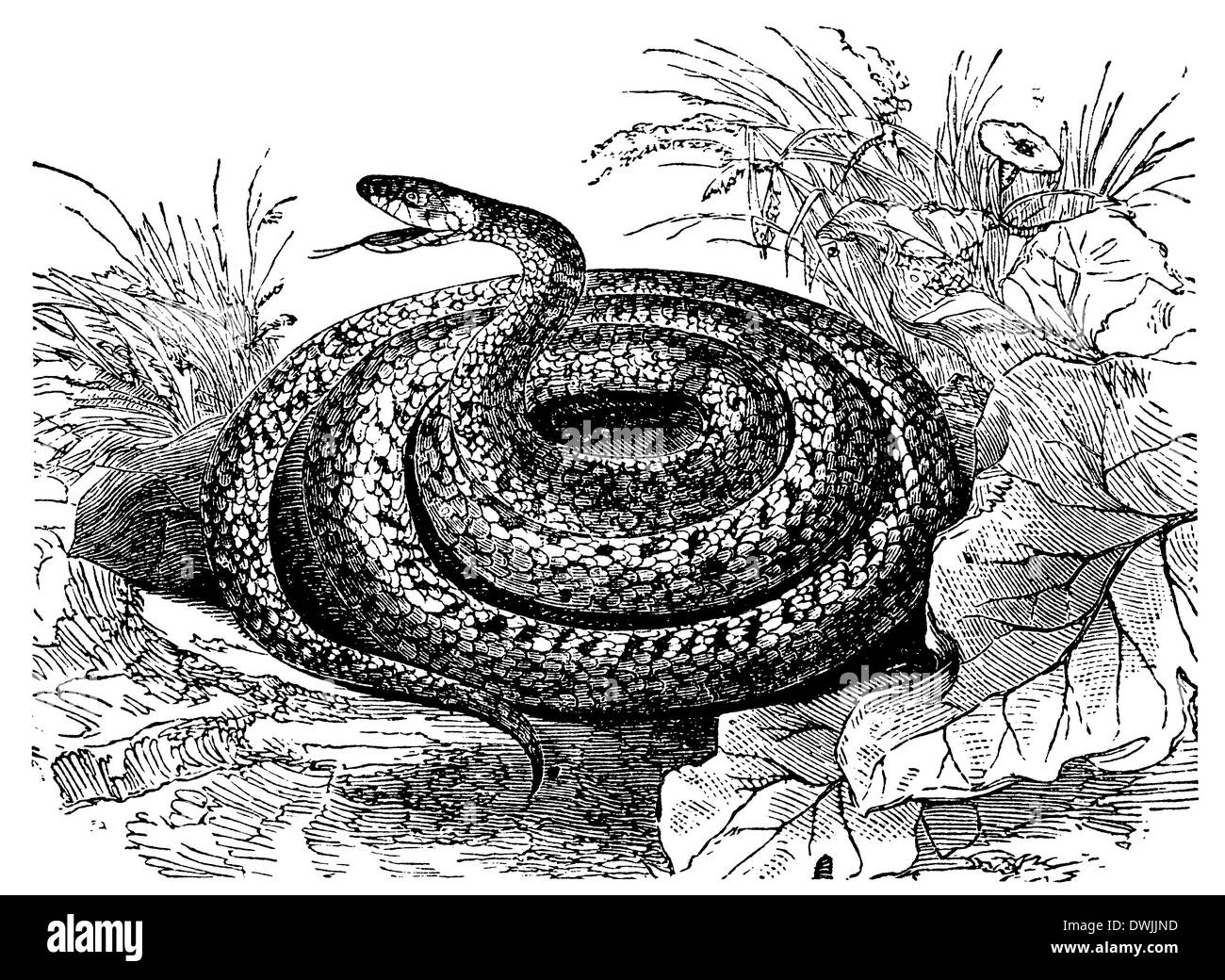 Snake drawing Black and White Stock Photos & Images - Alamy