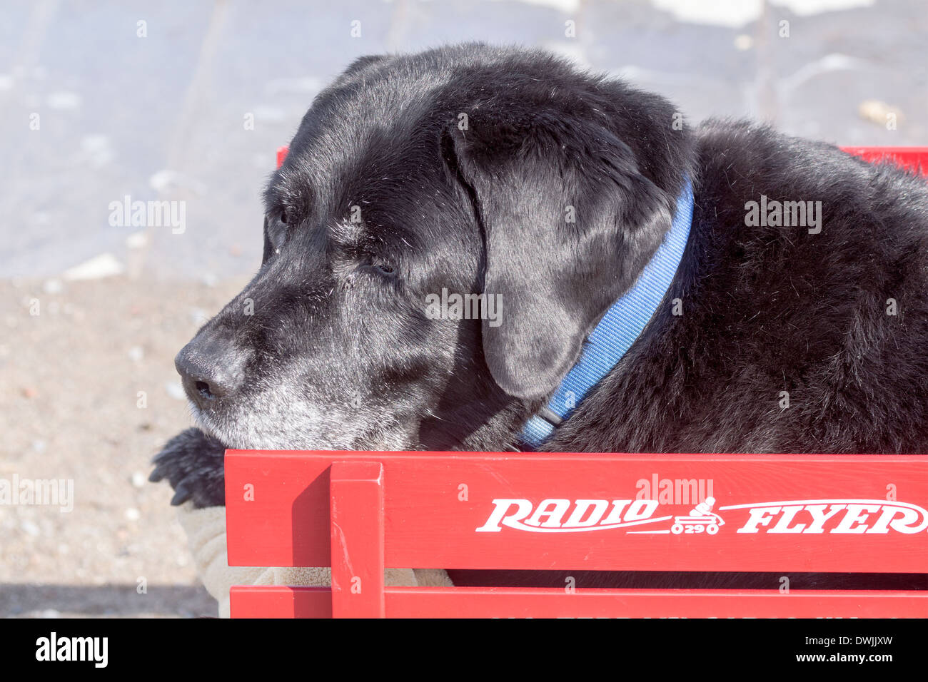 Old female Black Labrador dog in wagon Stock Photo - Alamy