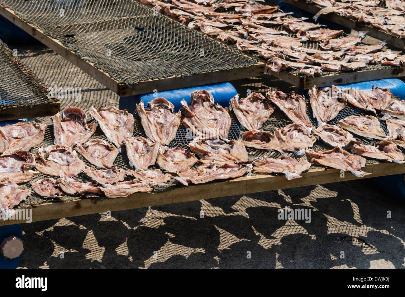 Fish drying in the sun Stock Photo - Alamy