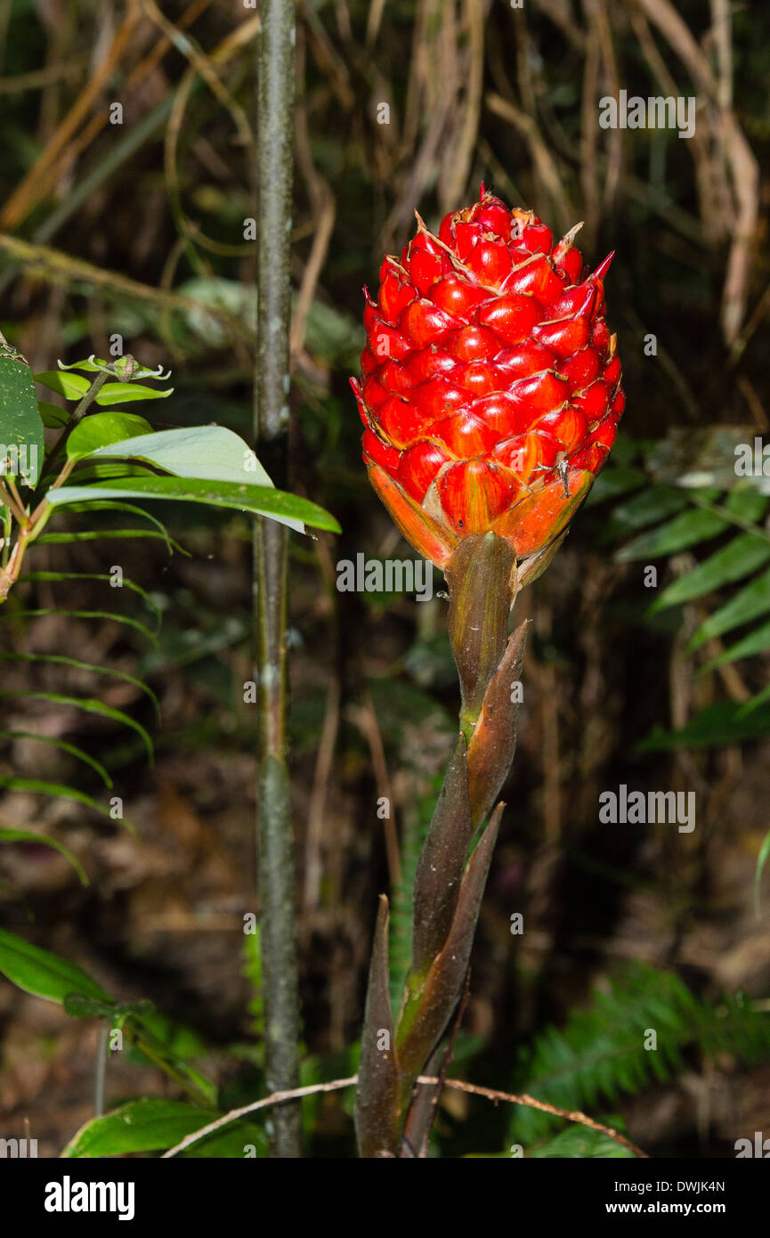 Wild ginger hi-res stock photography and images - Alamy