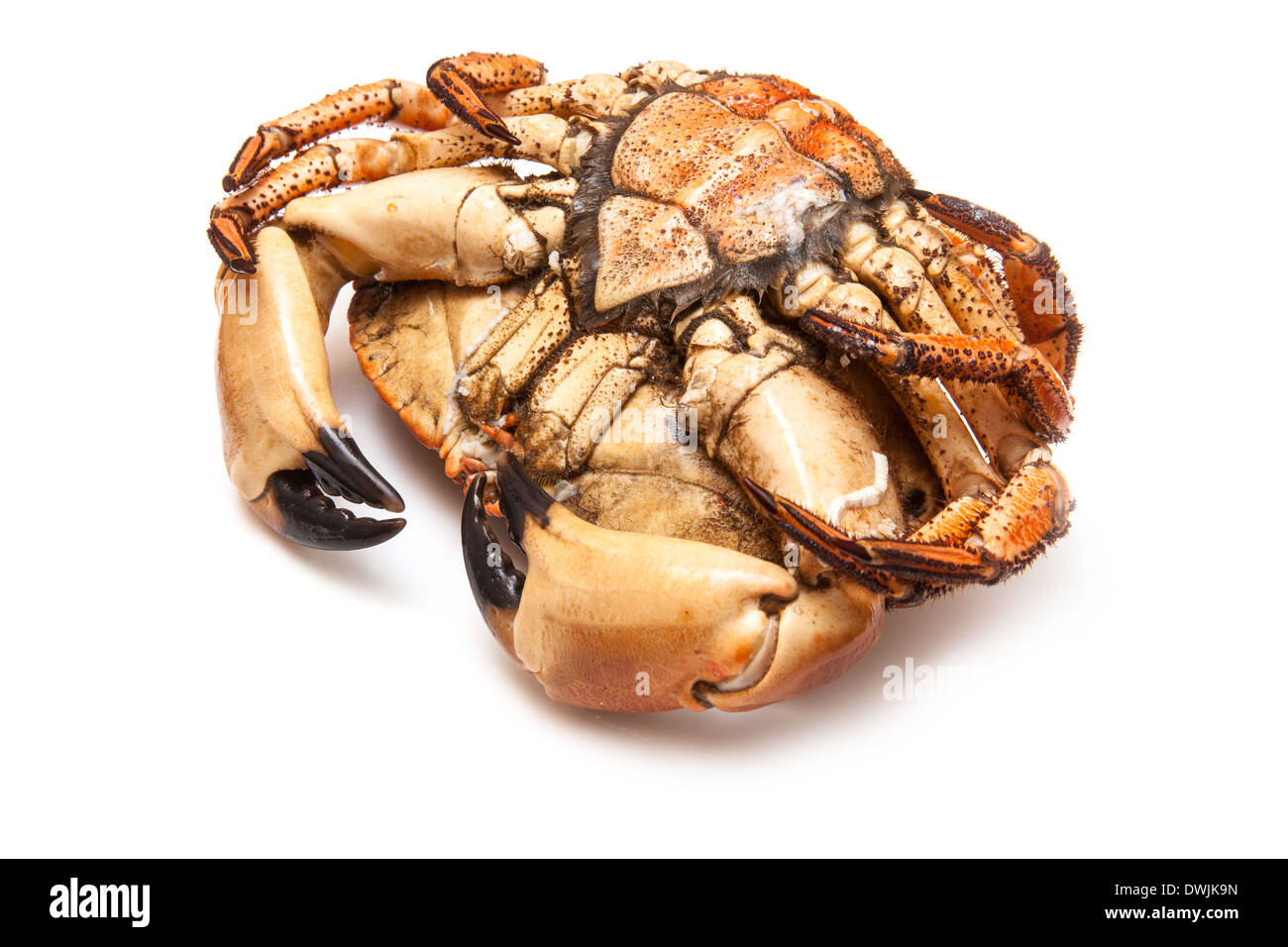 Cooked brown crab isolated on a white studio background Stock Photo - Alamy