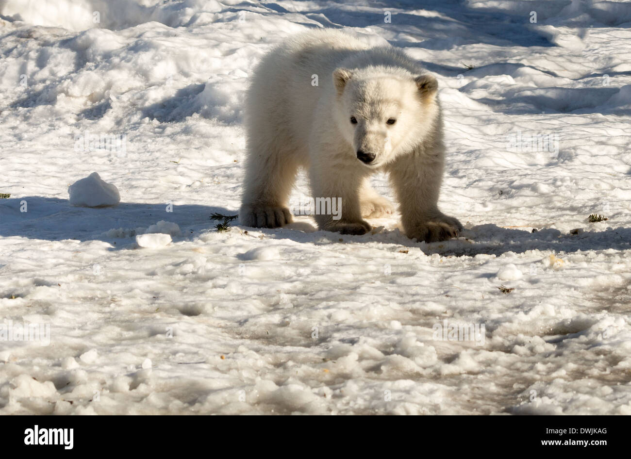 Humphrey the Polar Bear Cub at The Toronto Zoo Stock Photo - Alamy