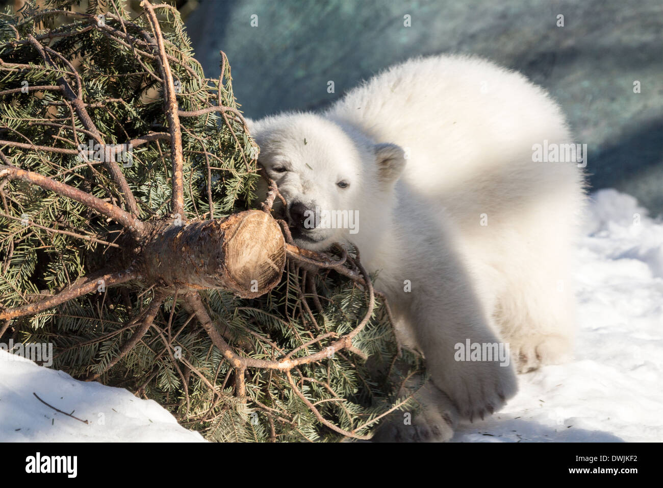 Humphrey the Polar Bear Cub at The Toronto Zoo Stock Photo - Alamy