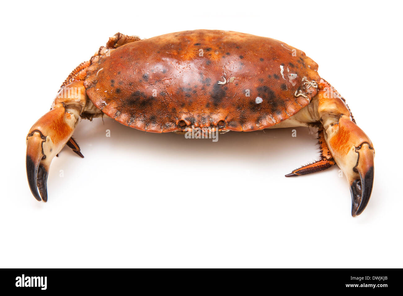 Cooked brown crab isolated on a white studio background Stock Photo - Alamy
