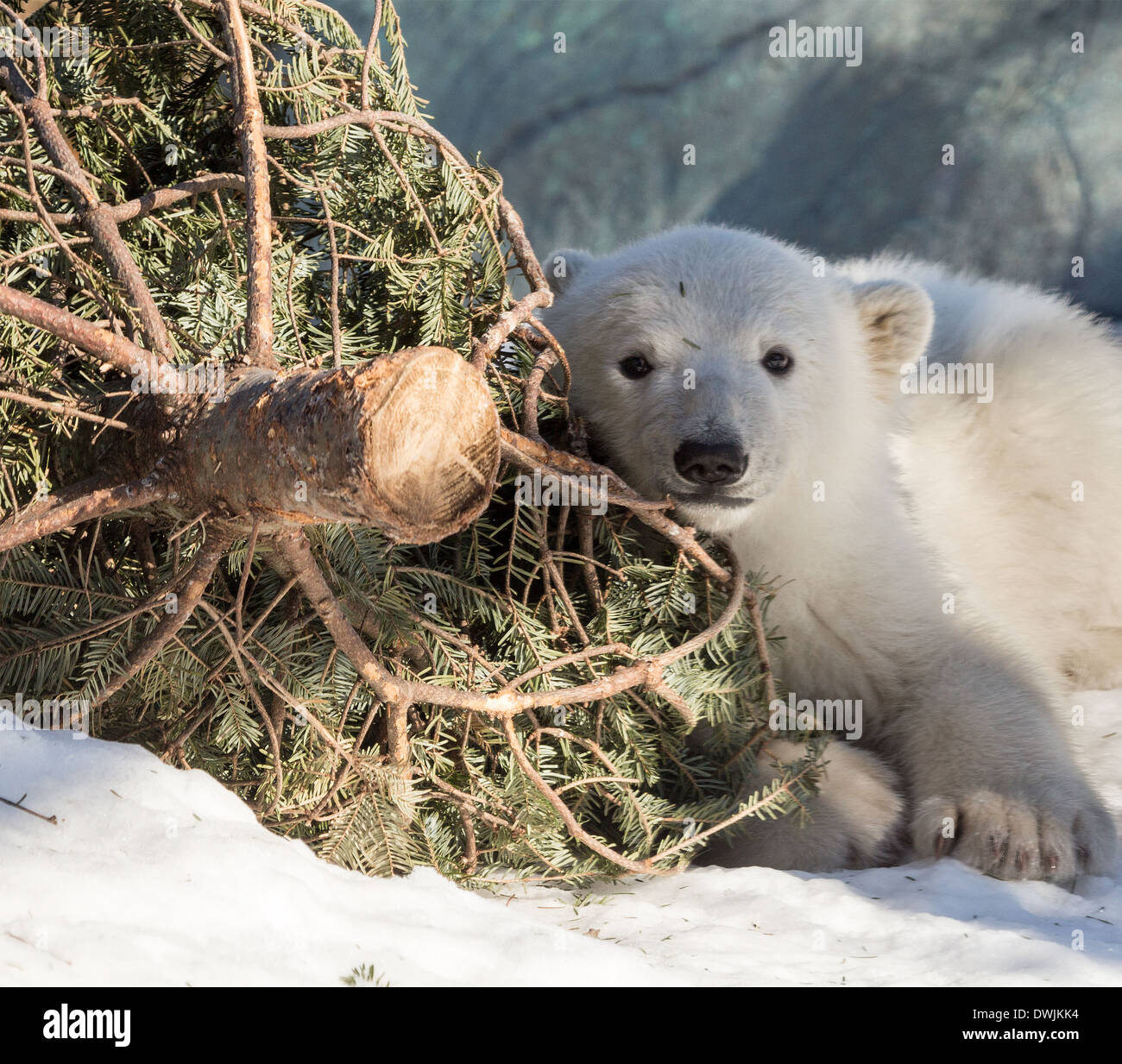 Humphrey the Polar Bear Cub at The Toronto Zoo Stock Photo - Alamy