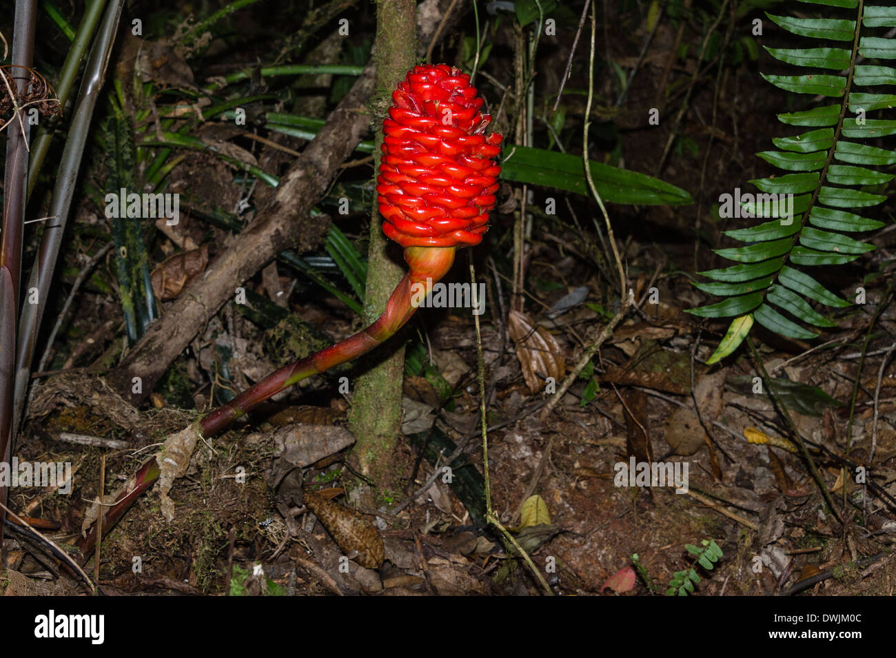 Wild Ginger growing in the Cameron Highlands Stock Photo - Alamy