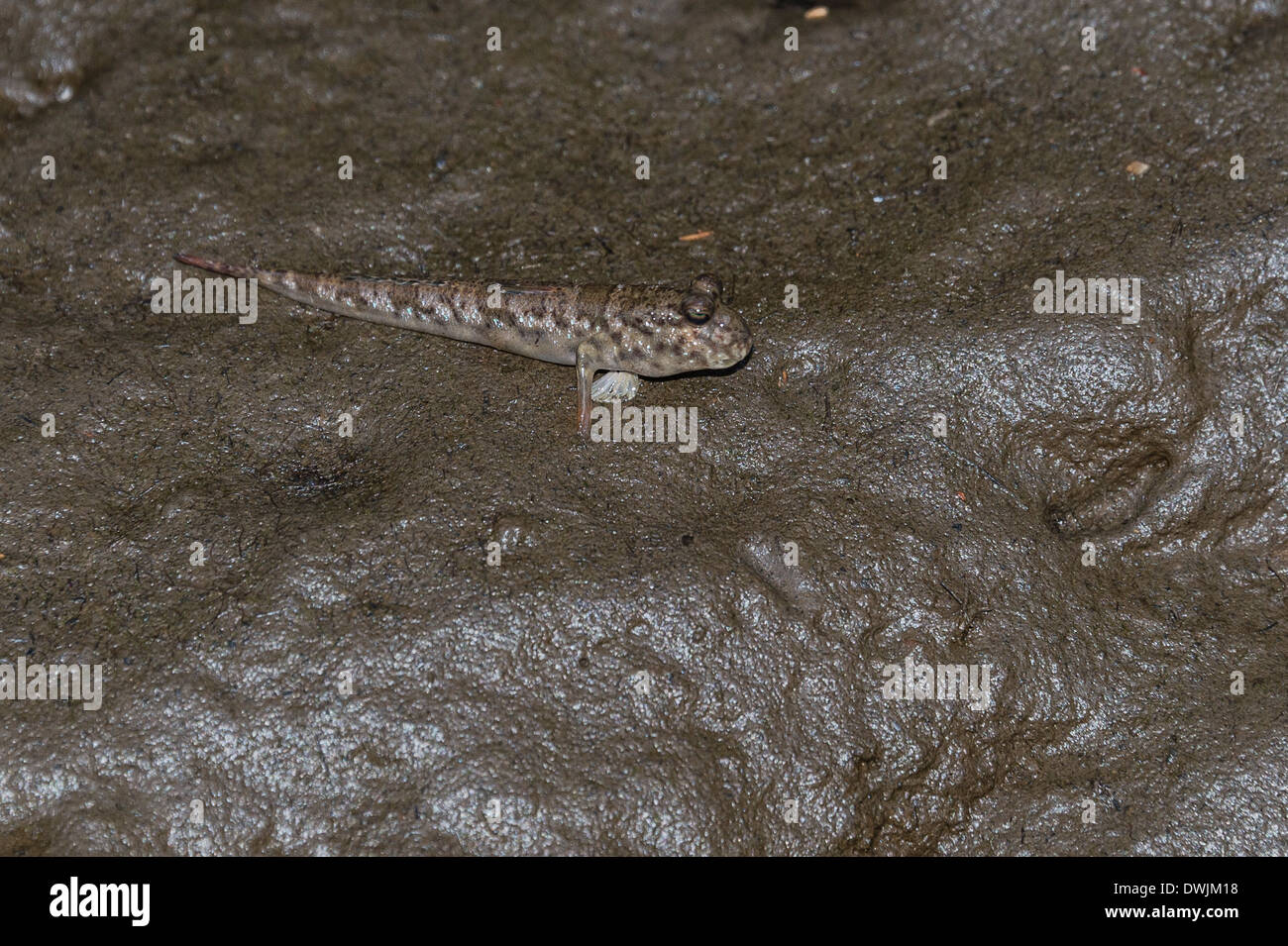 A Mudskipper fish Stock Photo - Alamy