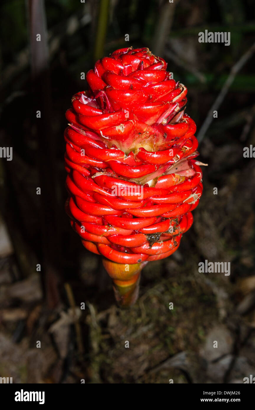 Wild Ginger growing in the Cameron Highlands Stock Photo - Alamy