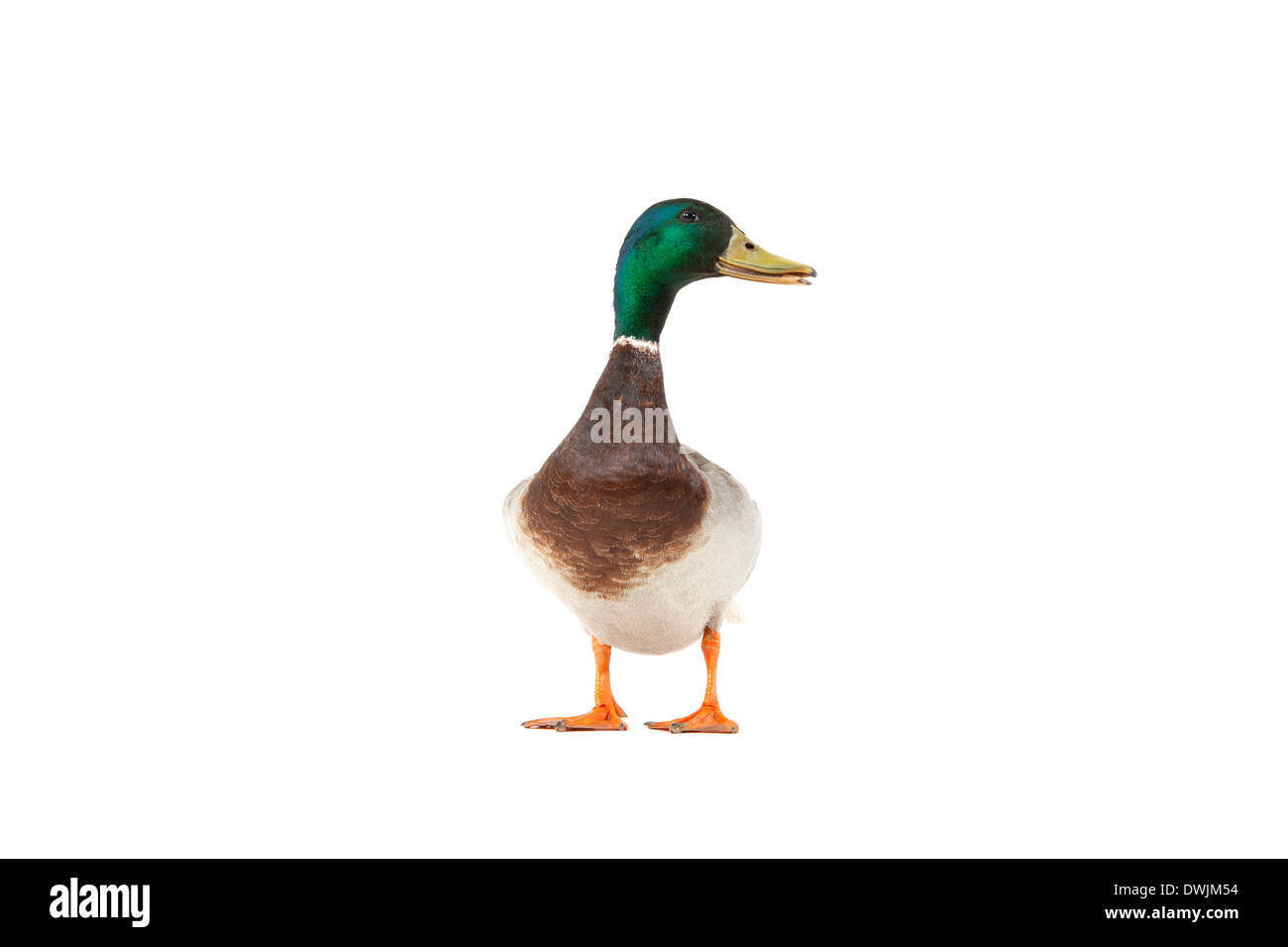duck white background Stock Photo - Alamy