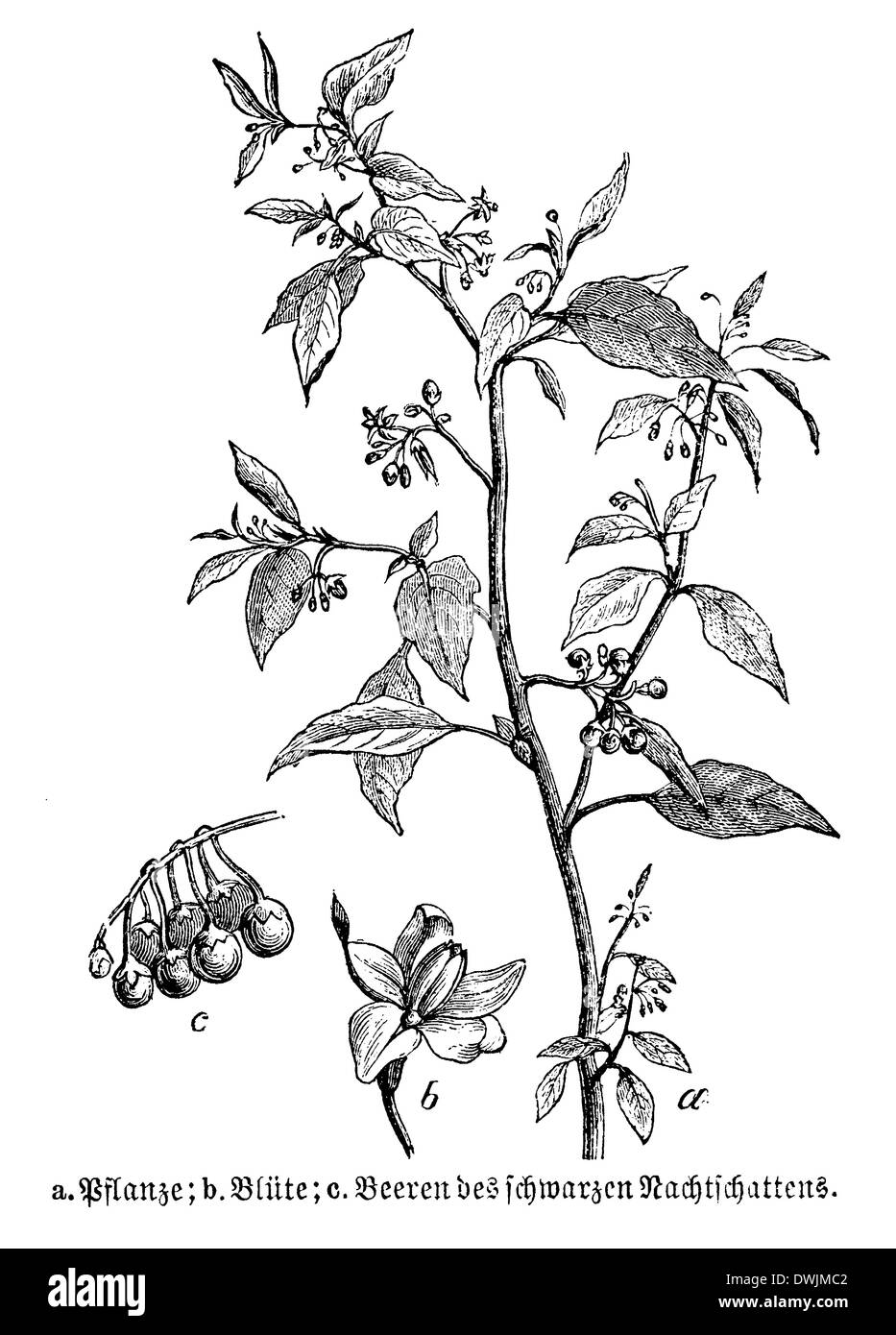 Solanaceae nightshade family Black and White Stock Photos & Images - Alamy