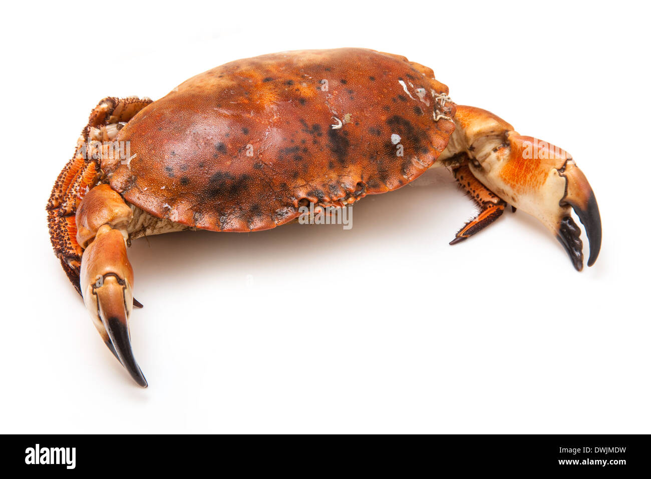 Cooked brown crab isolated on a white studio background Stock Photo - Alamy