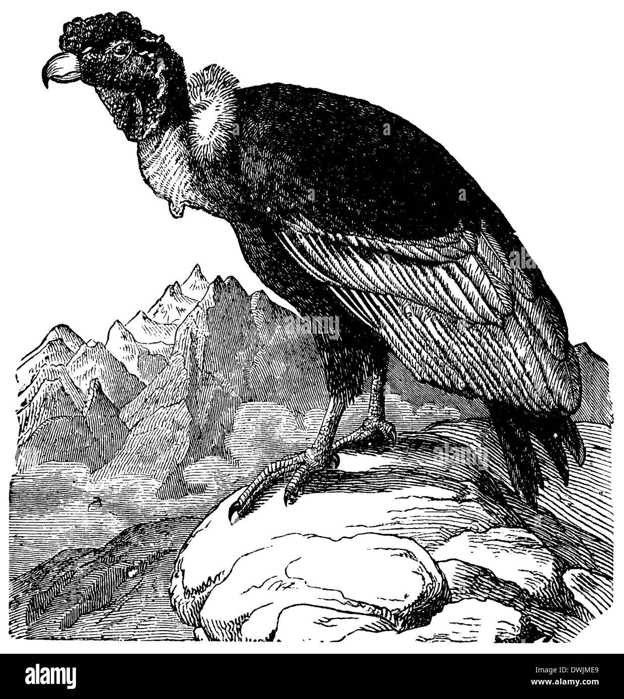 Sarcorhamphus condor hi-res stock photography and images - Alamy