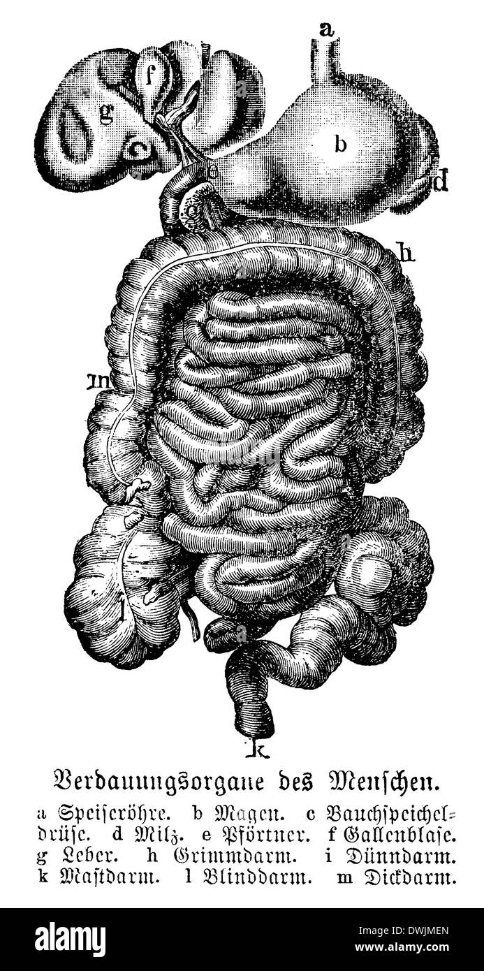 Human: digestive organs Stock Photo - Alamy