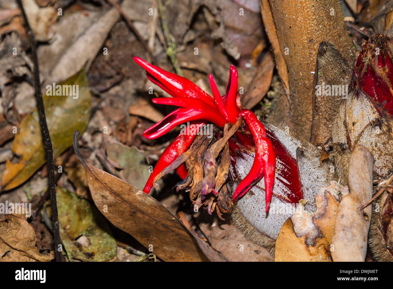 Wild Ginger growing in the Cameron Highlands Stock Photo - Alamy