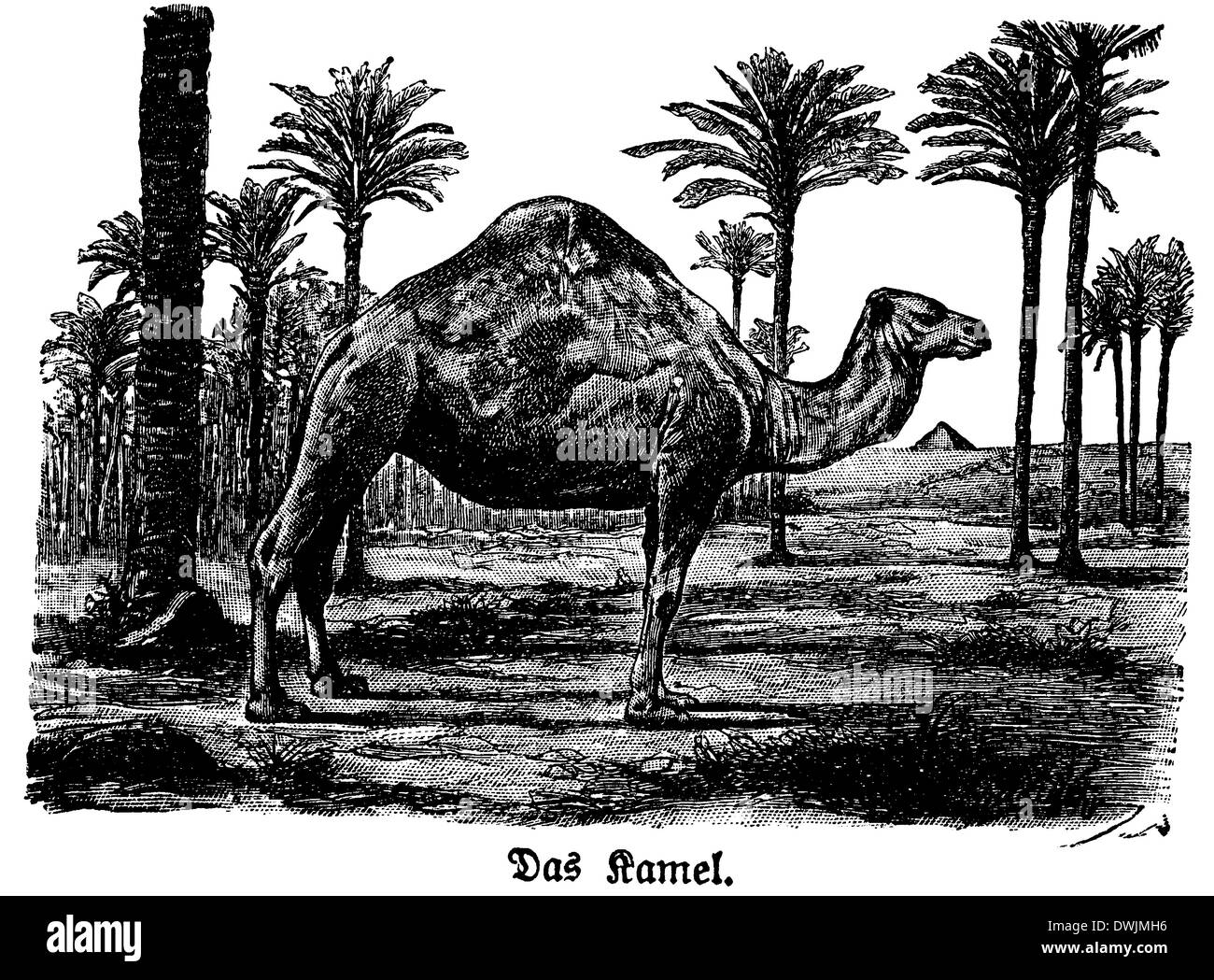 Camel drawing Black and White Stock Photos & Images - Alamy