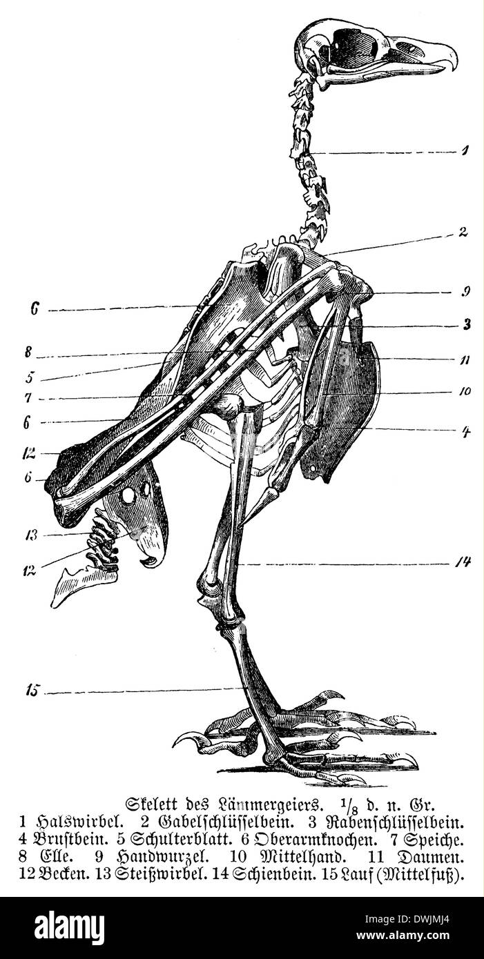 Bearded vulture: skeleton Stock Photo - Alamy