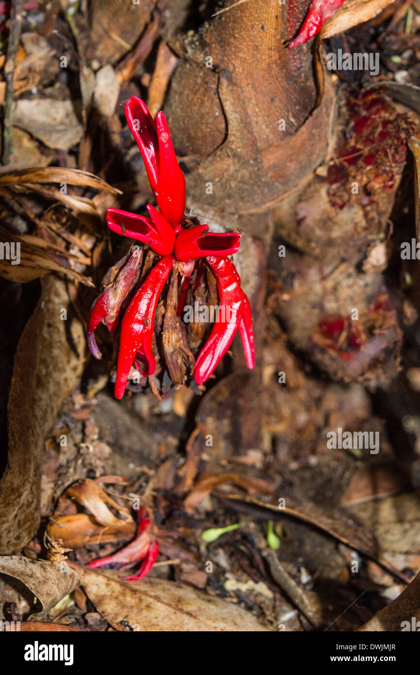 Wild Ginger growing in the Cameron Highlands Stock Photo - Alamy