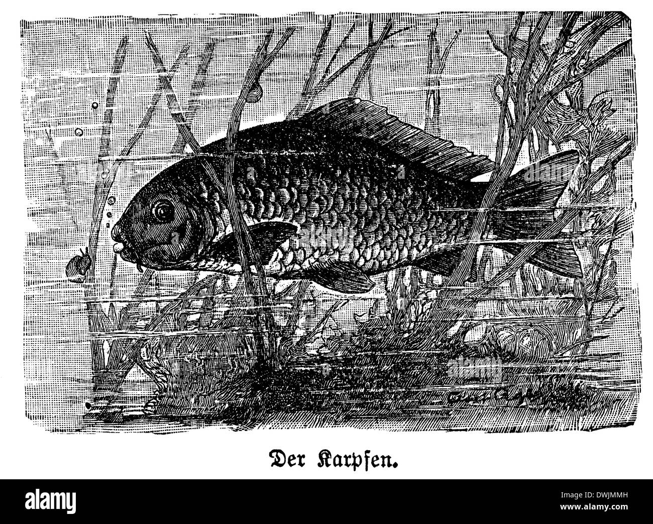 Carp fish illustration drawing engraving hi-res stock photography and ...
