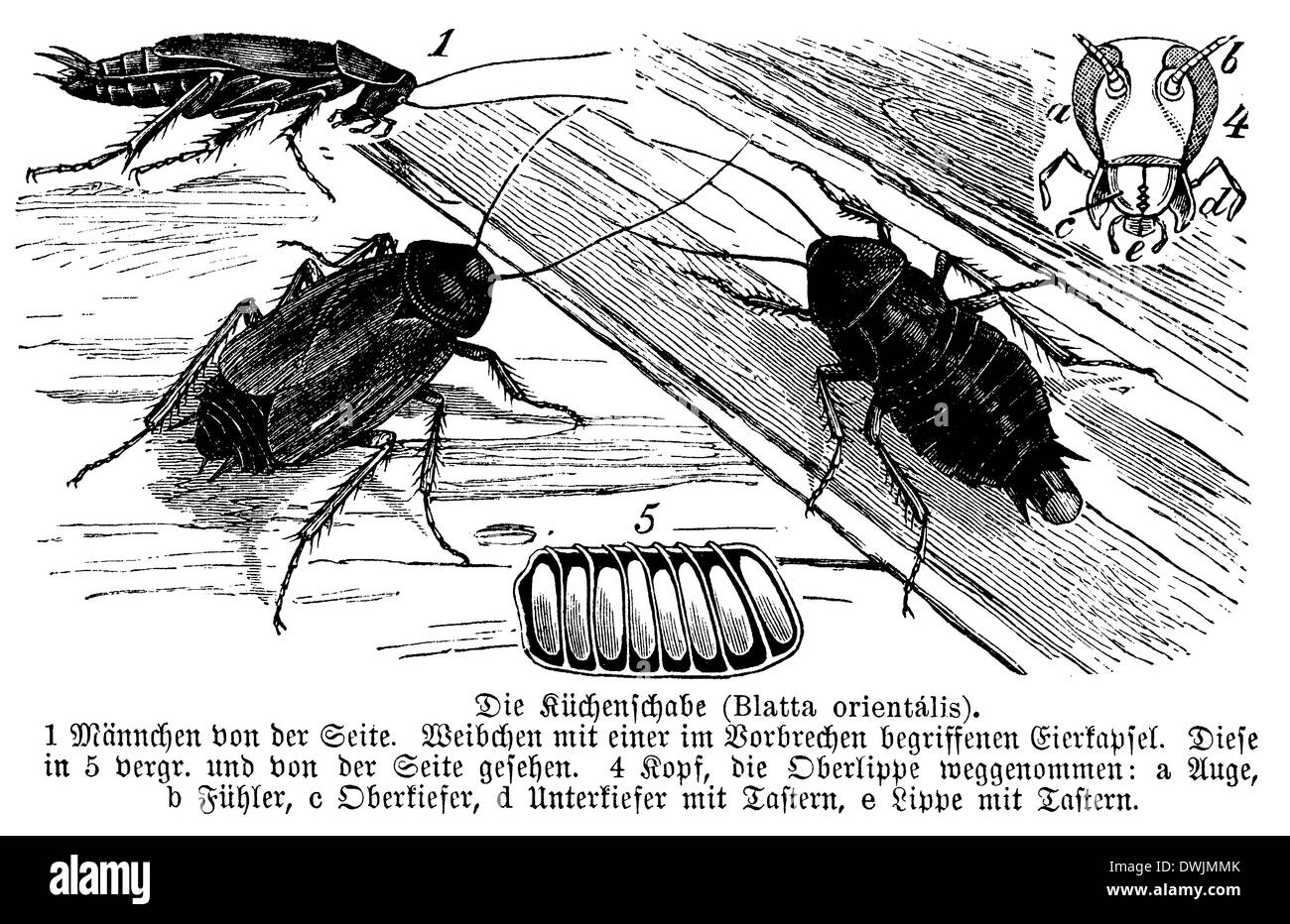 Cockroach insects hi-res stock photography and images - Alamy