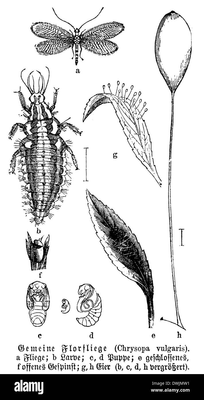 Lacewing Black and White Stock Photos & Images - Alamy