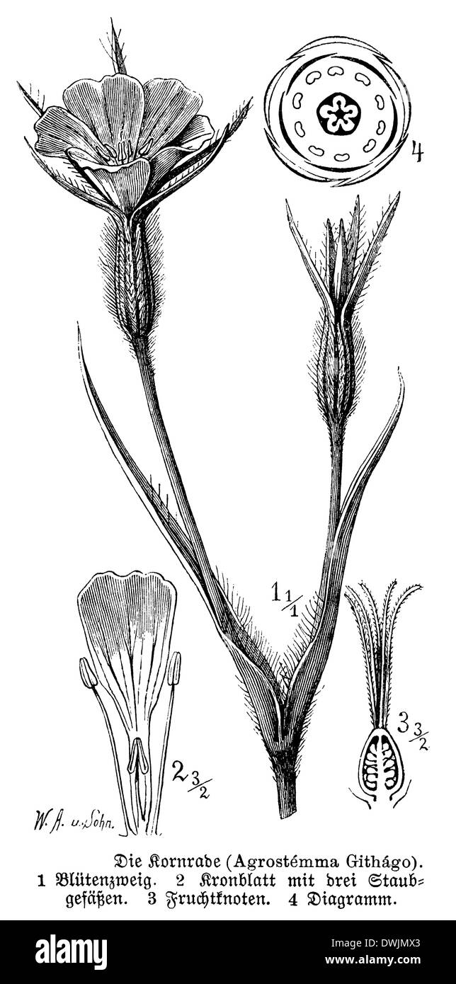 Botanical illustration corn cockle hi-res stock photography and images ...