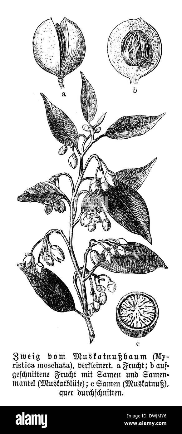 Nutmeg botany hi-res stock photography and images - Alamy