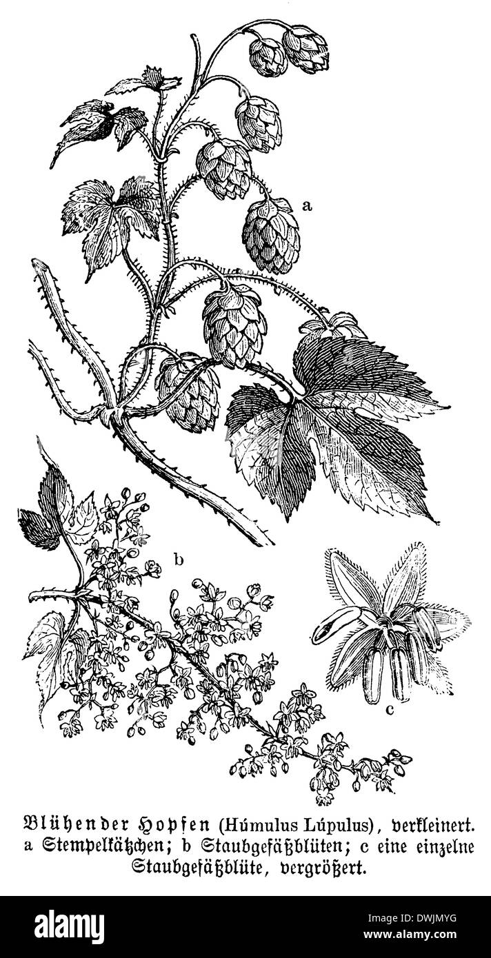 Botanical illustration of hops Cut Out Stock Images & Pictures - Alamy