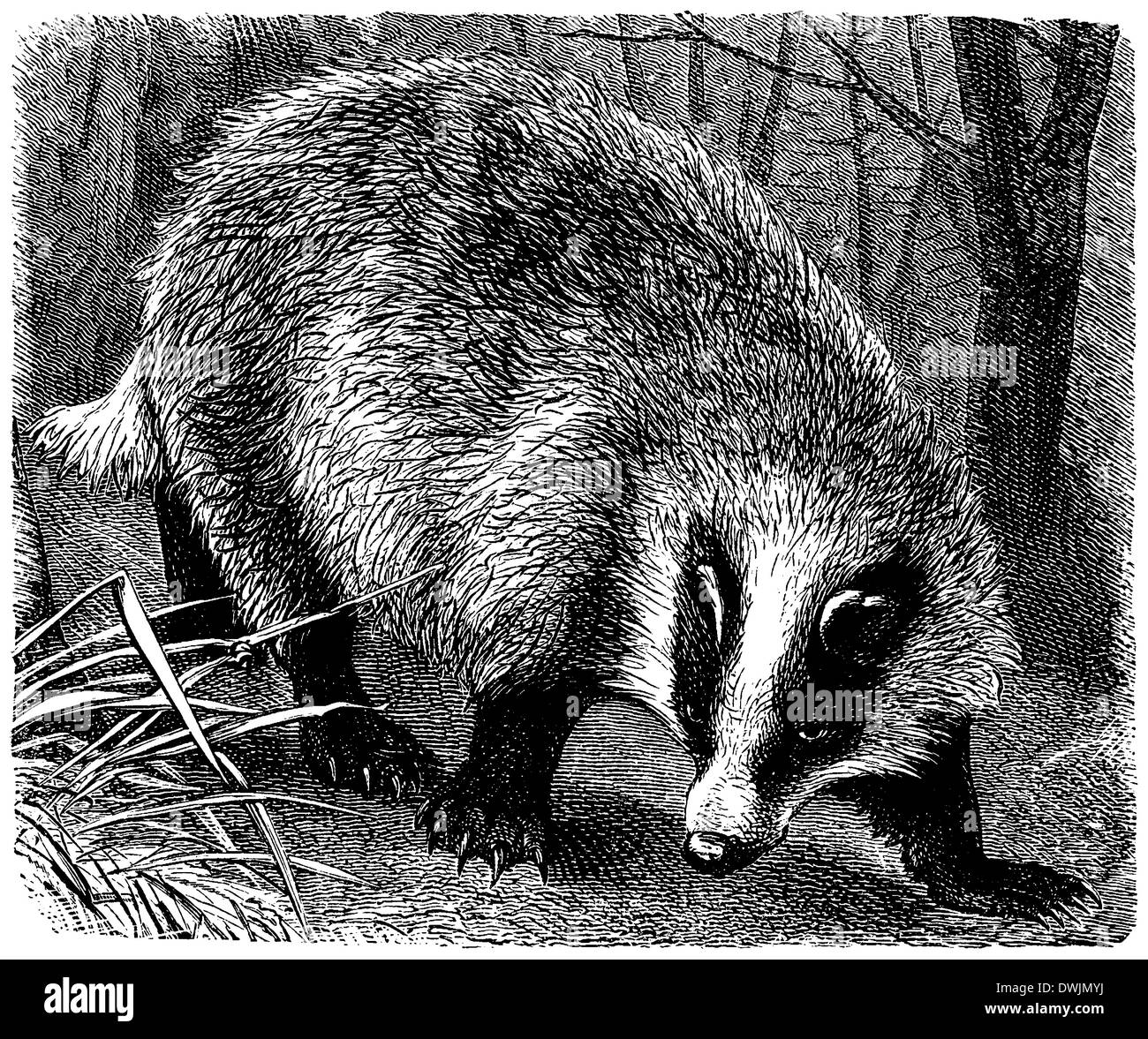 Badger Black and White Stock Photos & Images - Alamy