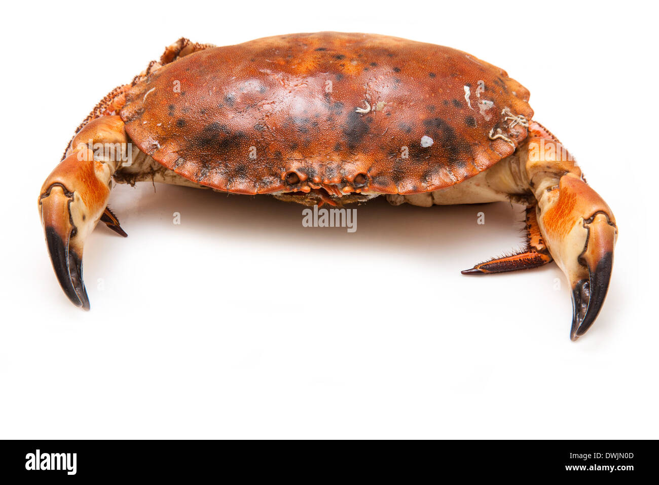 Cooked brown crab isolated on a white studio background Stock Photo - Alamy