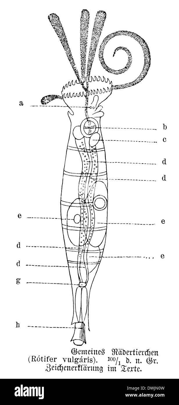 Rotifer Labeled C: Pseudocoelomata, Rotifera