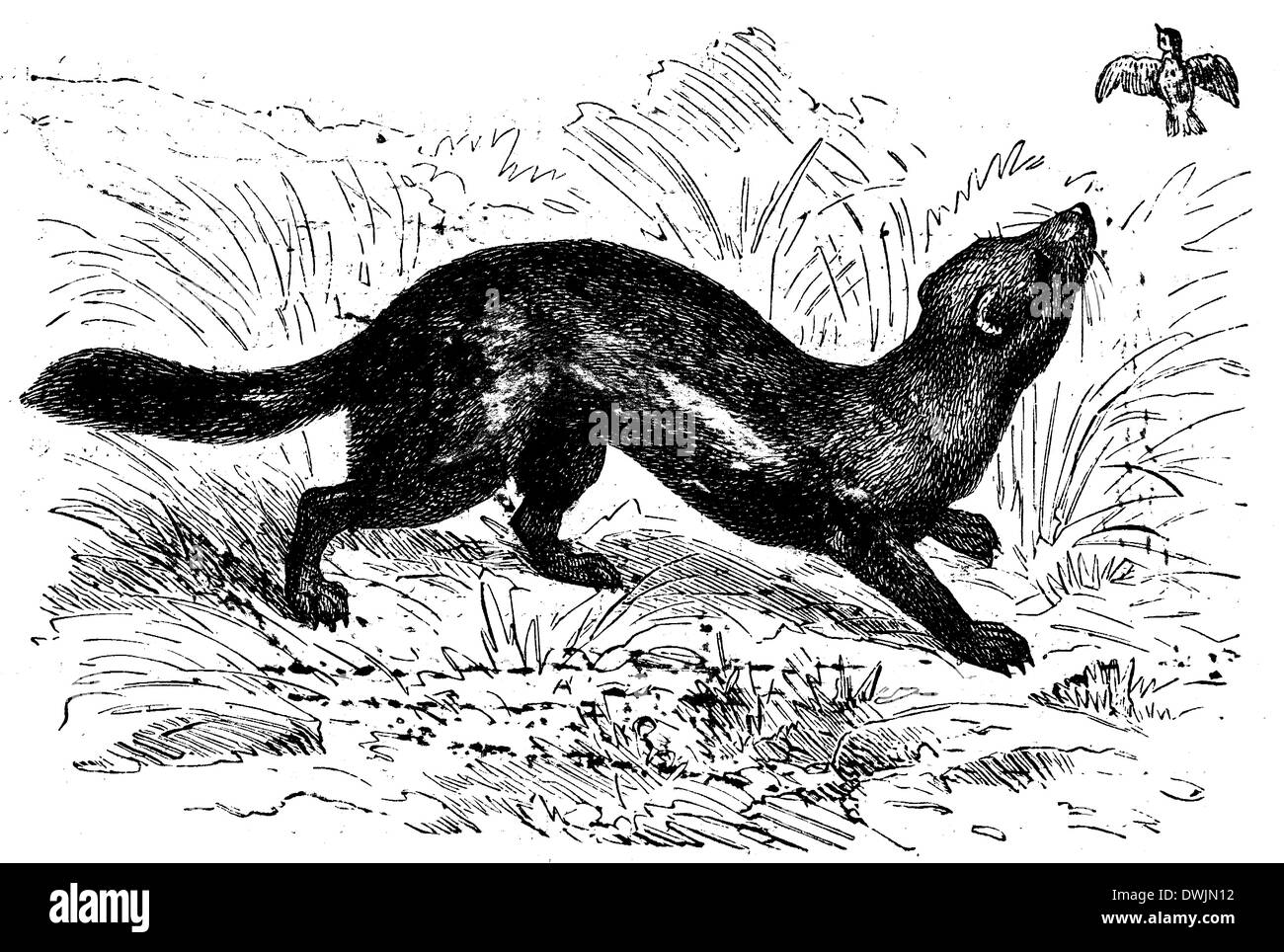 Polecat drawing hi-res stock photography and images - Alamy