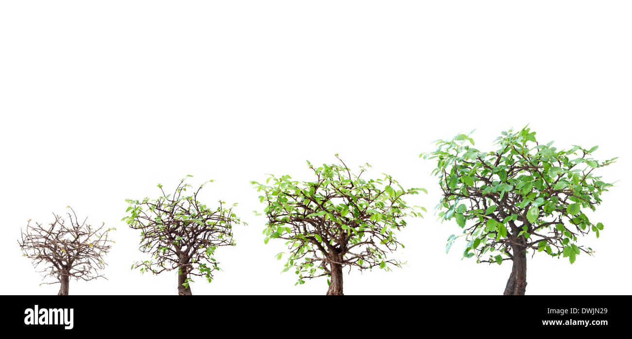 Stages of tree growth Cut Out Stock Images & Pictures - Alamy