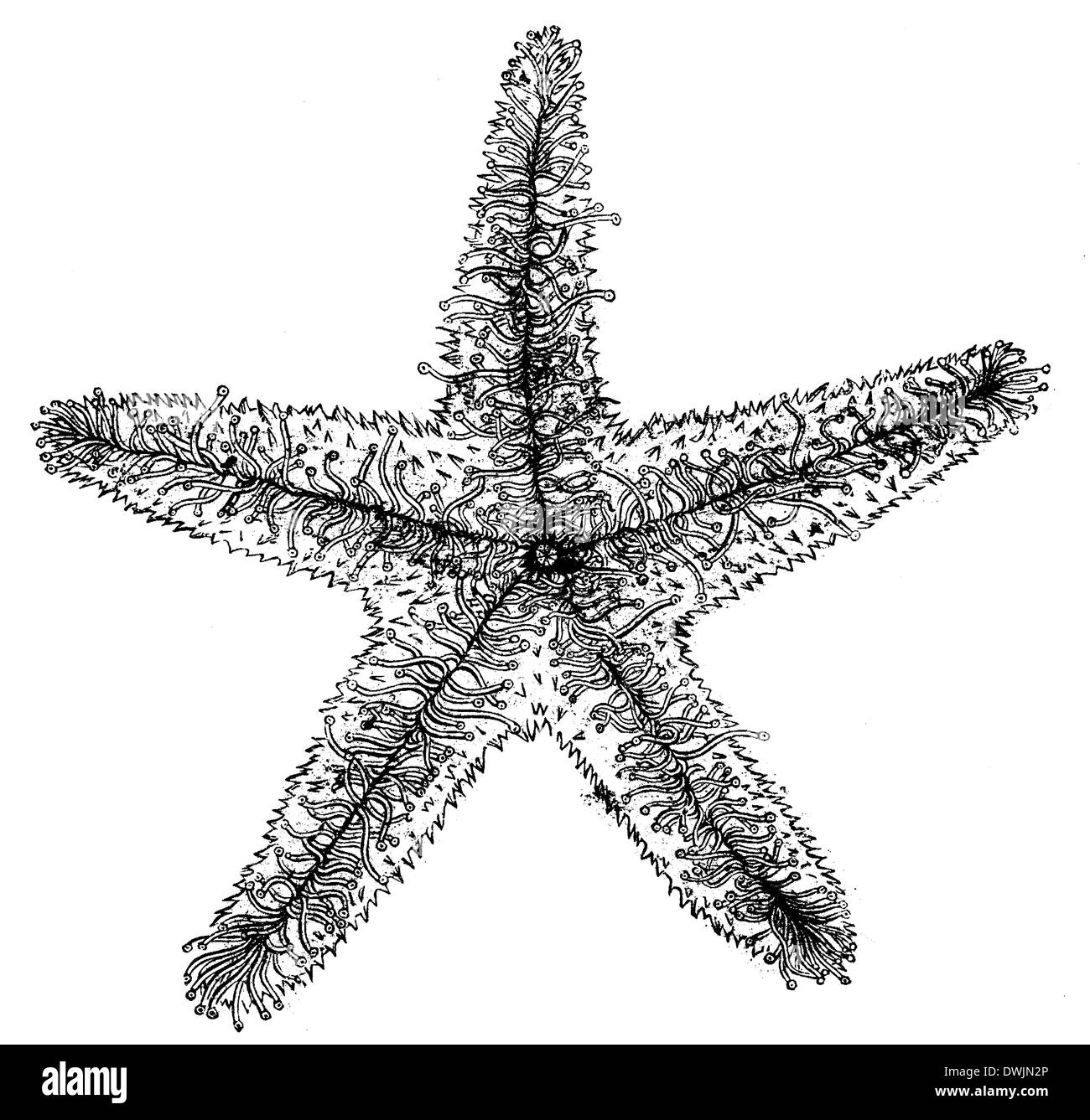 Starfish drawing hi-res stock photography and images - Alamy