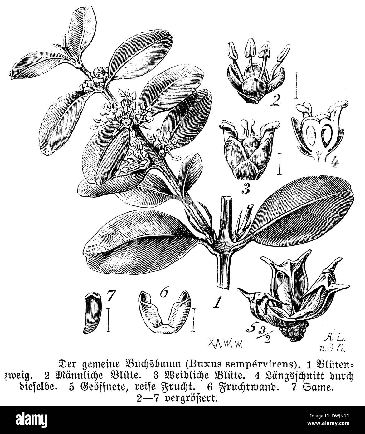 Boxwood wood hi-res stock photography and images - Alamy