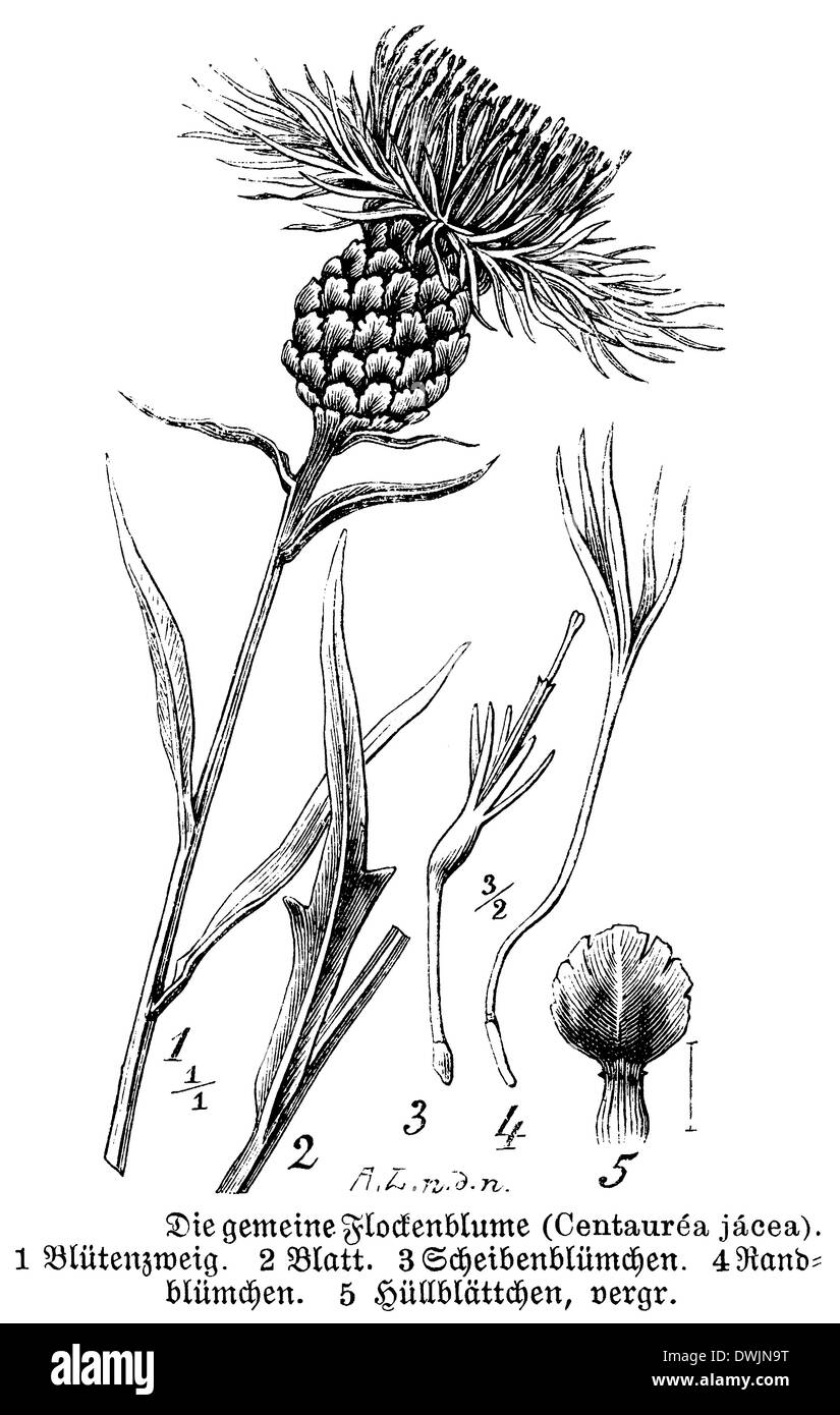 Knapweed illustration hi-res stock photography and images - Alamy