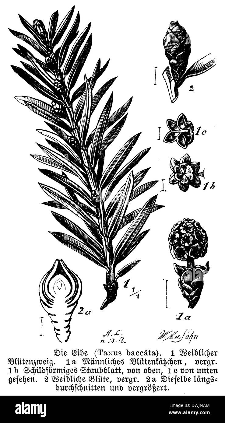 Black yew hi-res stock photography and images - Alamy