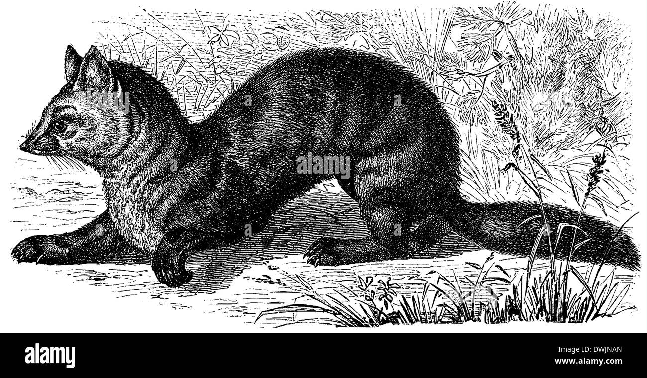 Sable illustration hi-res stock photography and images - Alamy